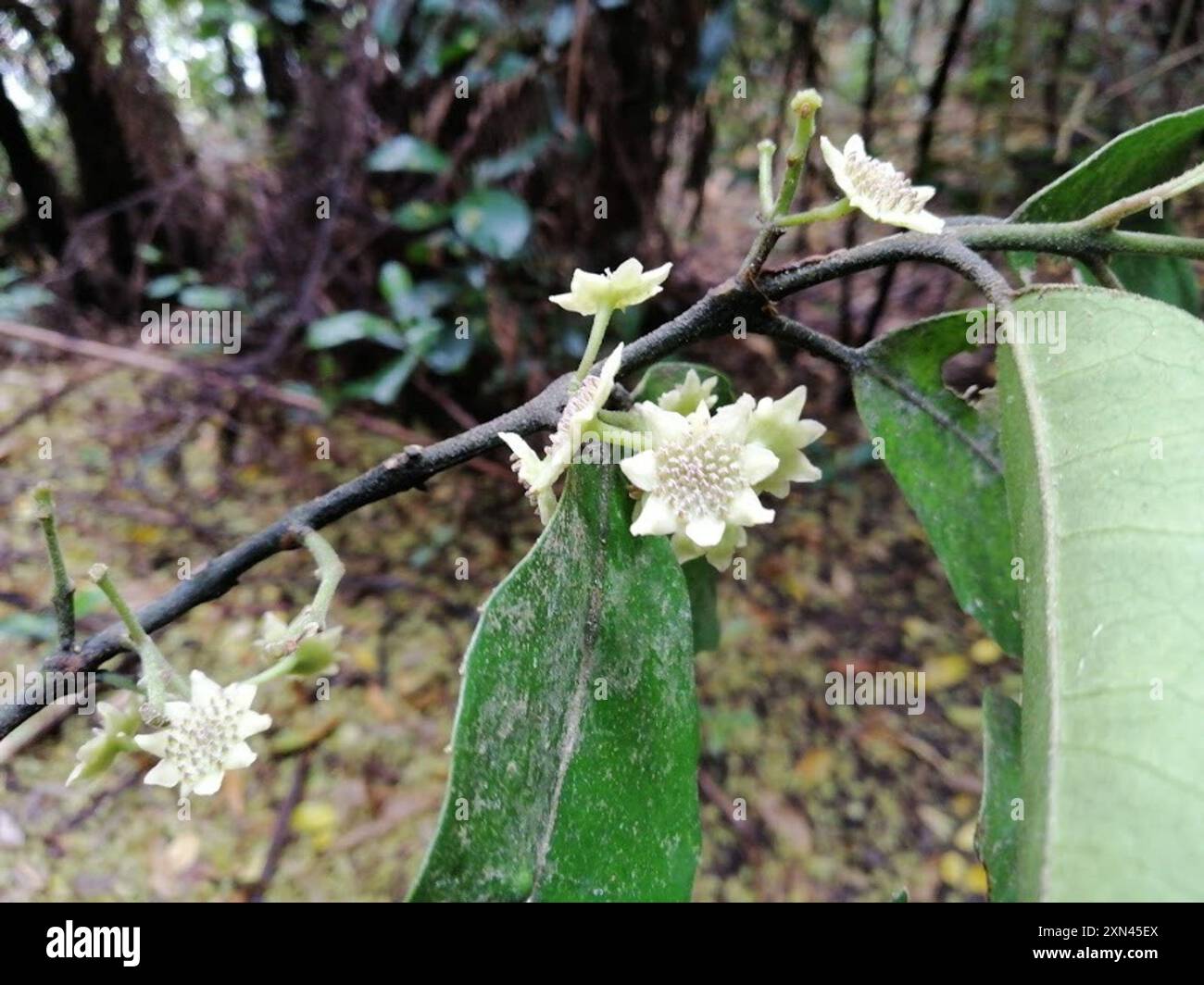 Pigeonwood (Hedycarya arborea) Plantae Stock Photo - Alamy