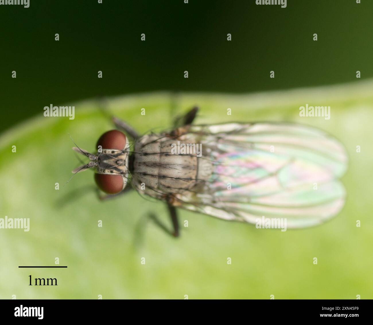 Muscoid Flies (Muscoidea) Insecta Stock Photo - Alamy