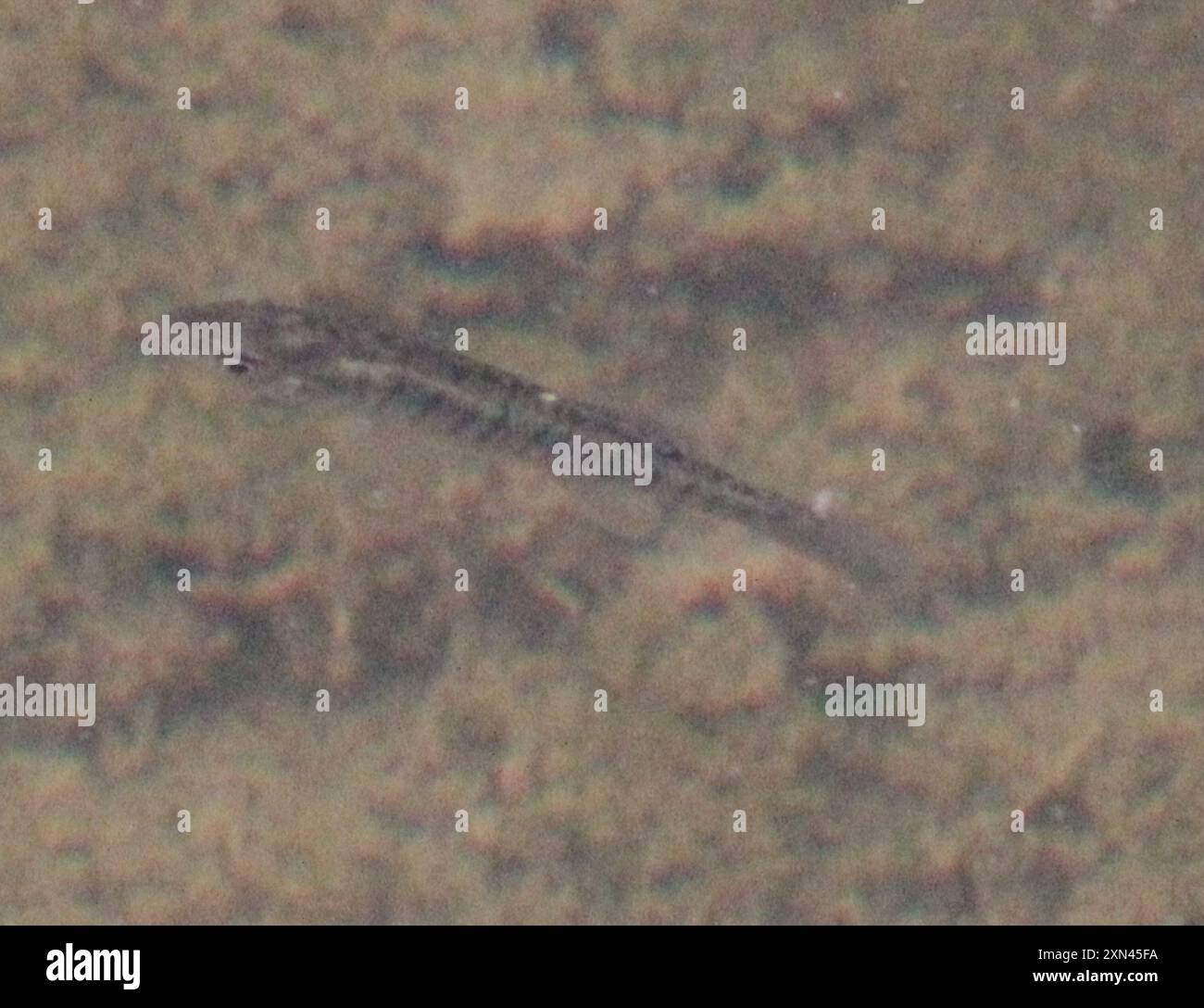 Eastern Banded Killifish (Fundulus diaphanus diaphanus) Actinopterygii ...