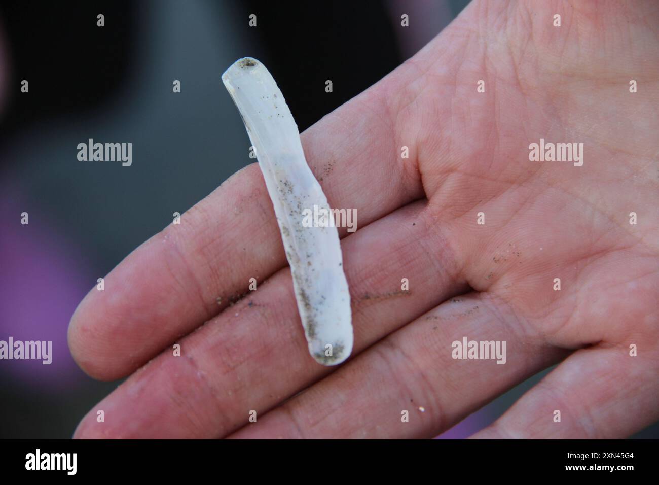 Ensis leei hi-res stock photography and images - Alamy