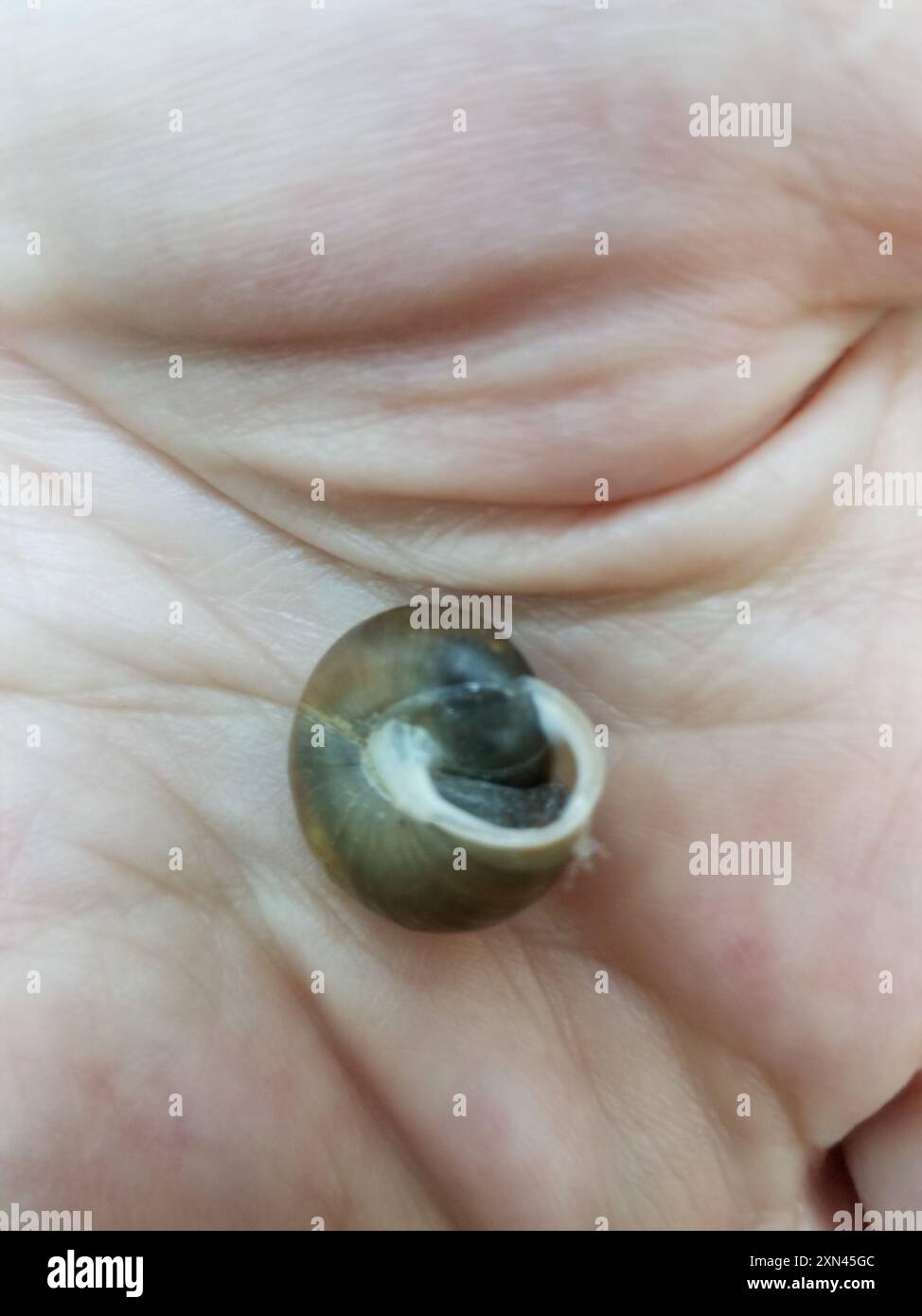 White-lip Globe Snail (Mesodon thyroidus) Mollusca Stock Photo - Alamy