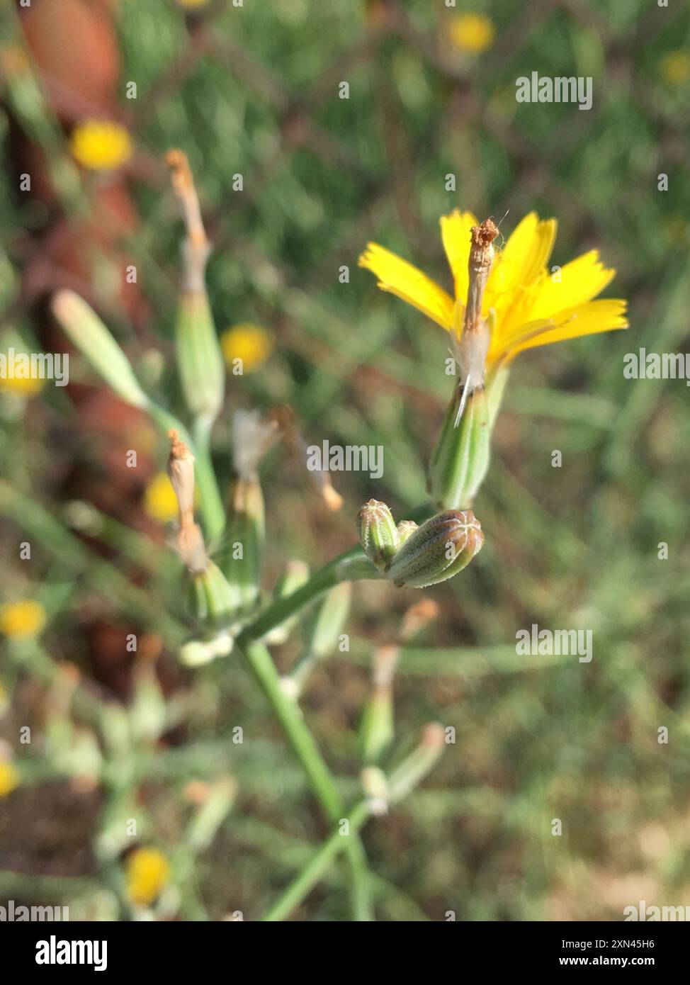 Rush Skeletonweed (Chondrilla juncea) Plantae Stock Photo - Alamy