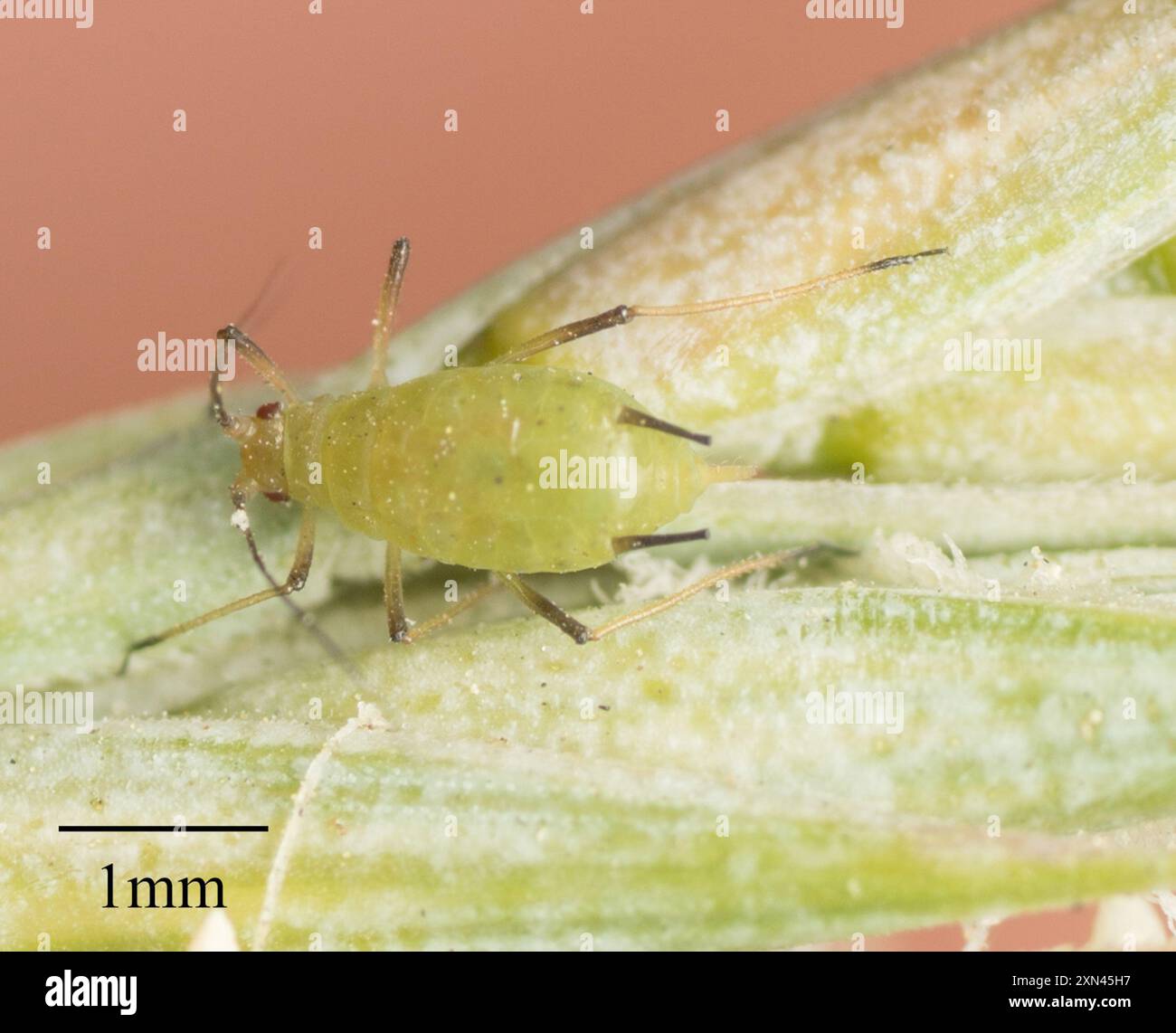 Grain Aphid (Sitobion fragariae) Insecta Stock Photo - Alamy