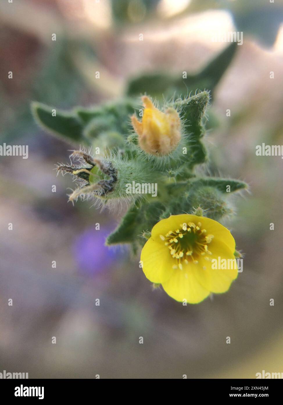 Whitestem Blazingstar (Mentzelia albicaulis) Plantae Stock Photo - Alamy