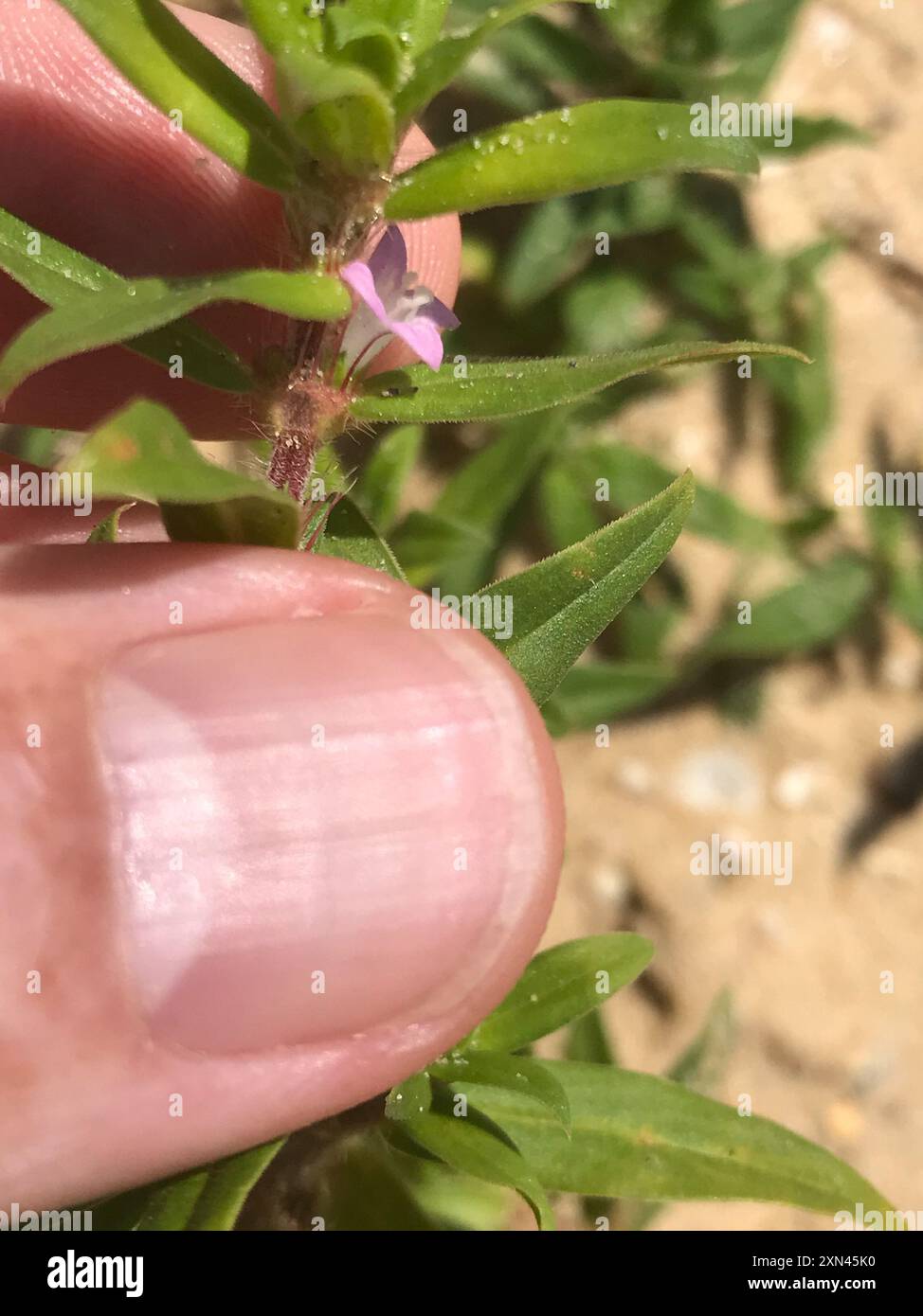 buttonweed (Diodia virginiana) Plantae Stock Photo - Alamy