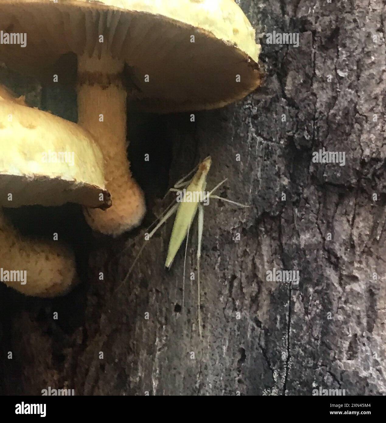 Common Tree Crickets (Oecanthus) Insecta Stock Photo - Alamy