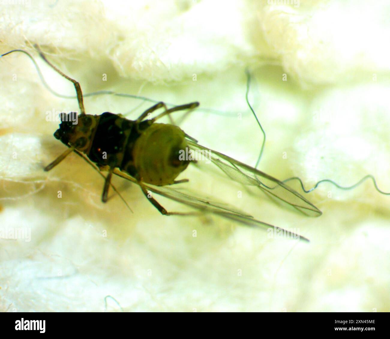 Turnip Aphid (Lipaphis pseudobrassicae) Insecta Stock Photo - Alamy