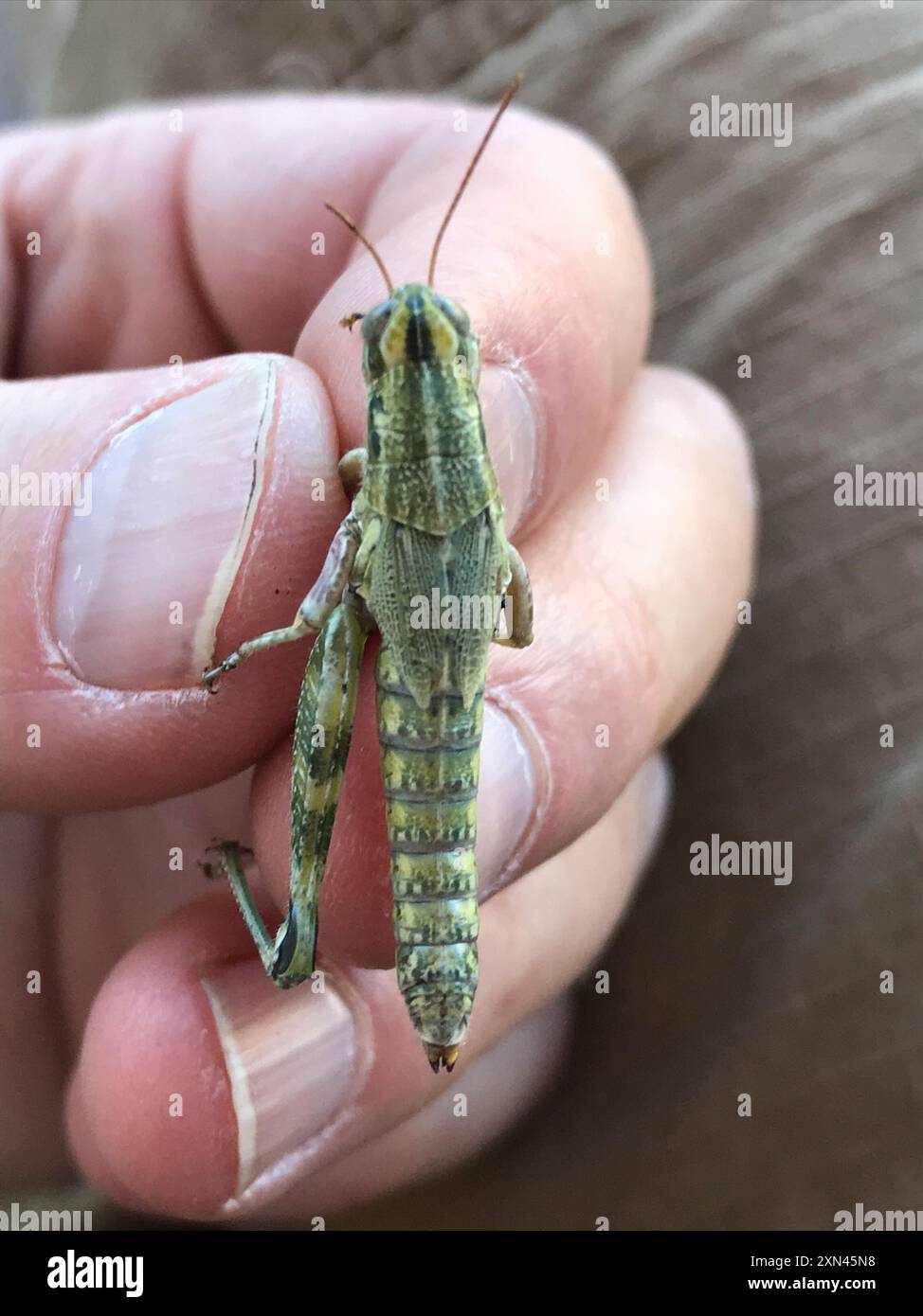 Fuzzy Olive-Green Grasshopper (Campylacantha olivacea) Insecta Stock ...