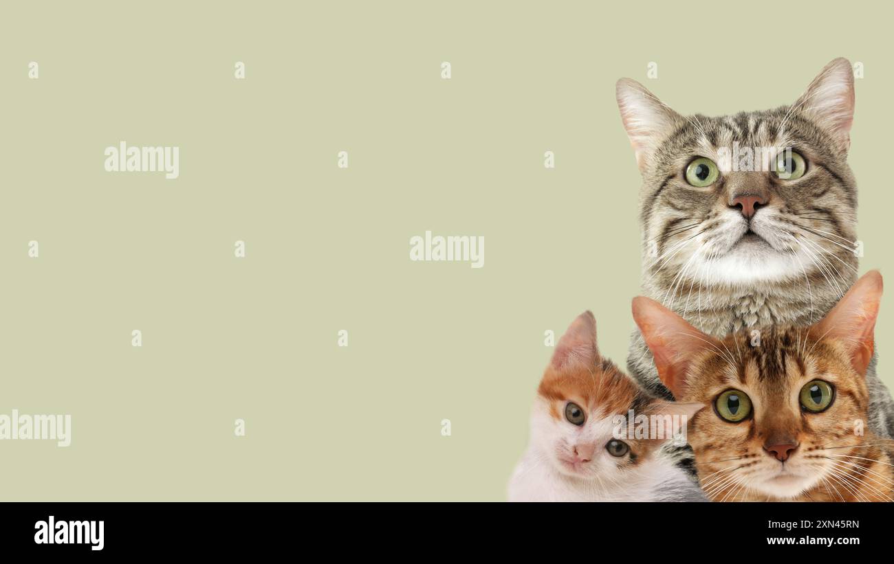 Cute cats on pale green background, banner design with space for text ...