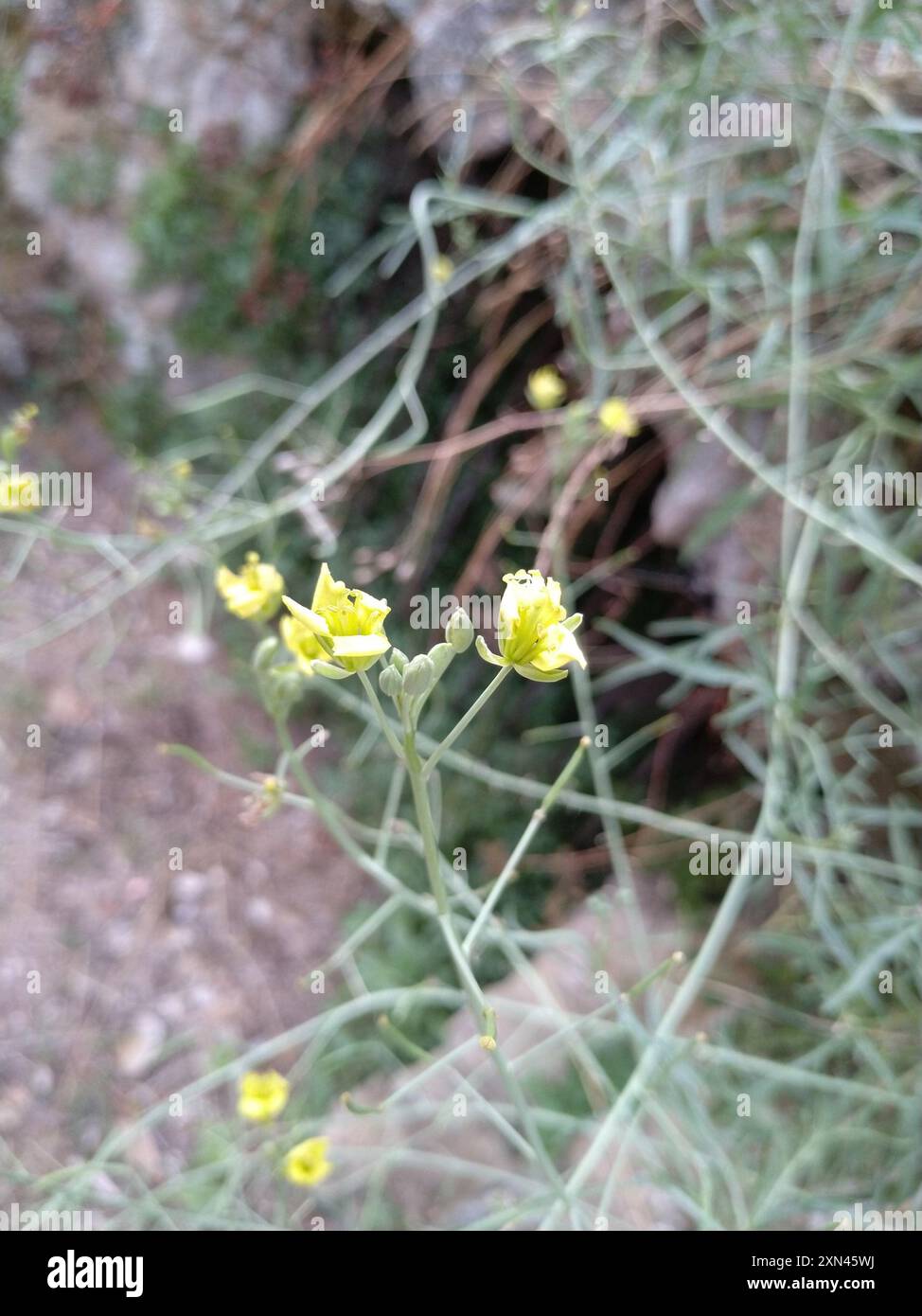 Perennial Wall-rocket (Diplotaxis tenuifolia) Plantae Stock Photo - Alamy