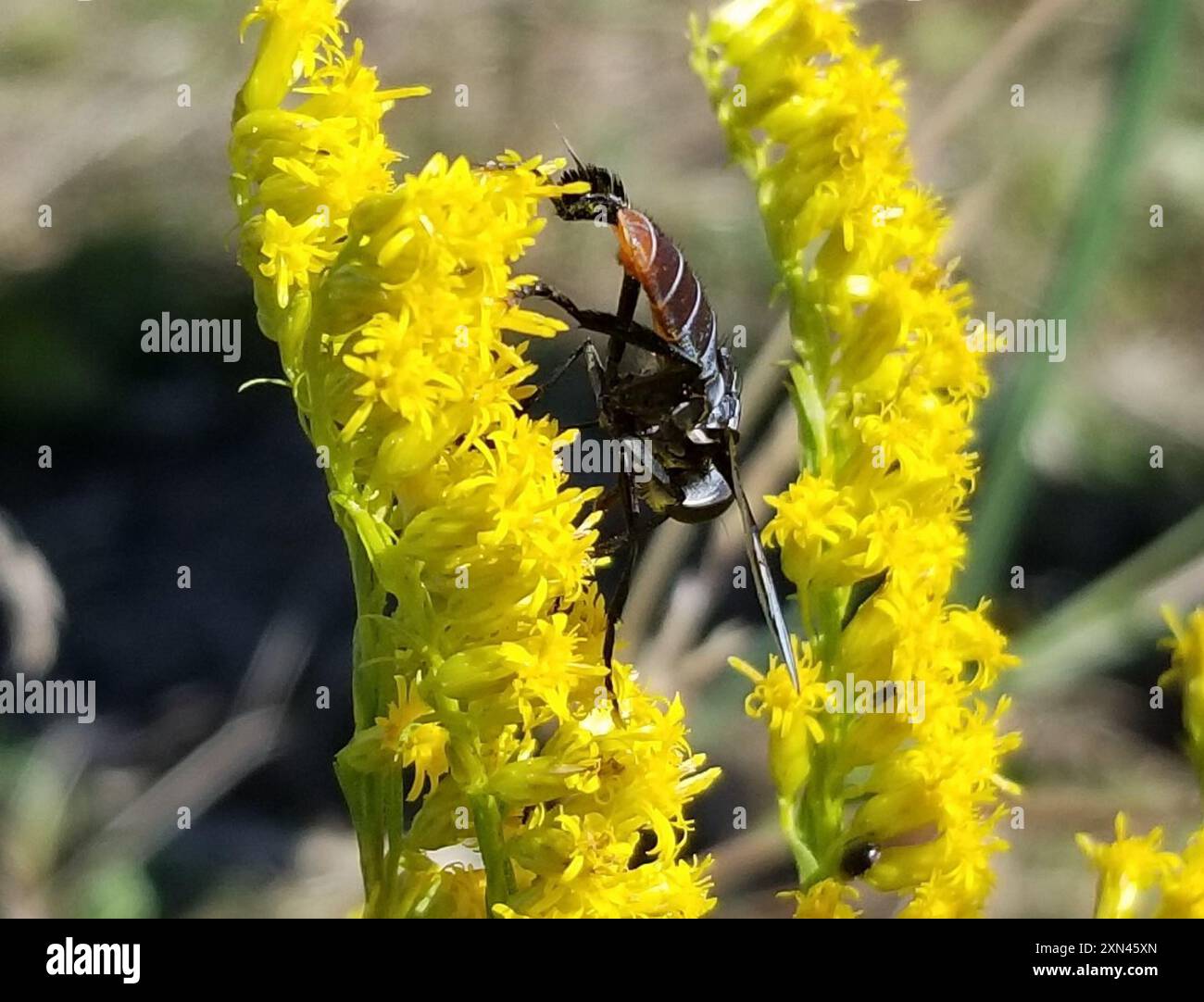 Feather-legged Flies (Trichopoda) Insecta Stock Photo - Alamy