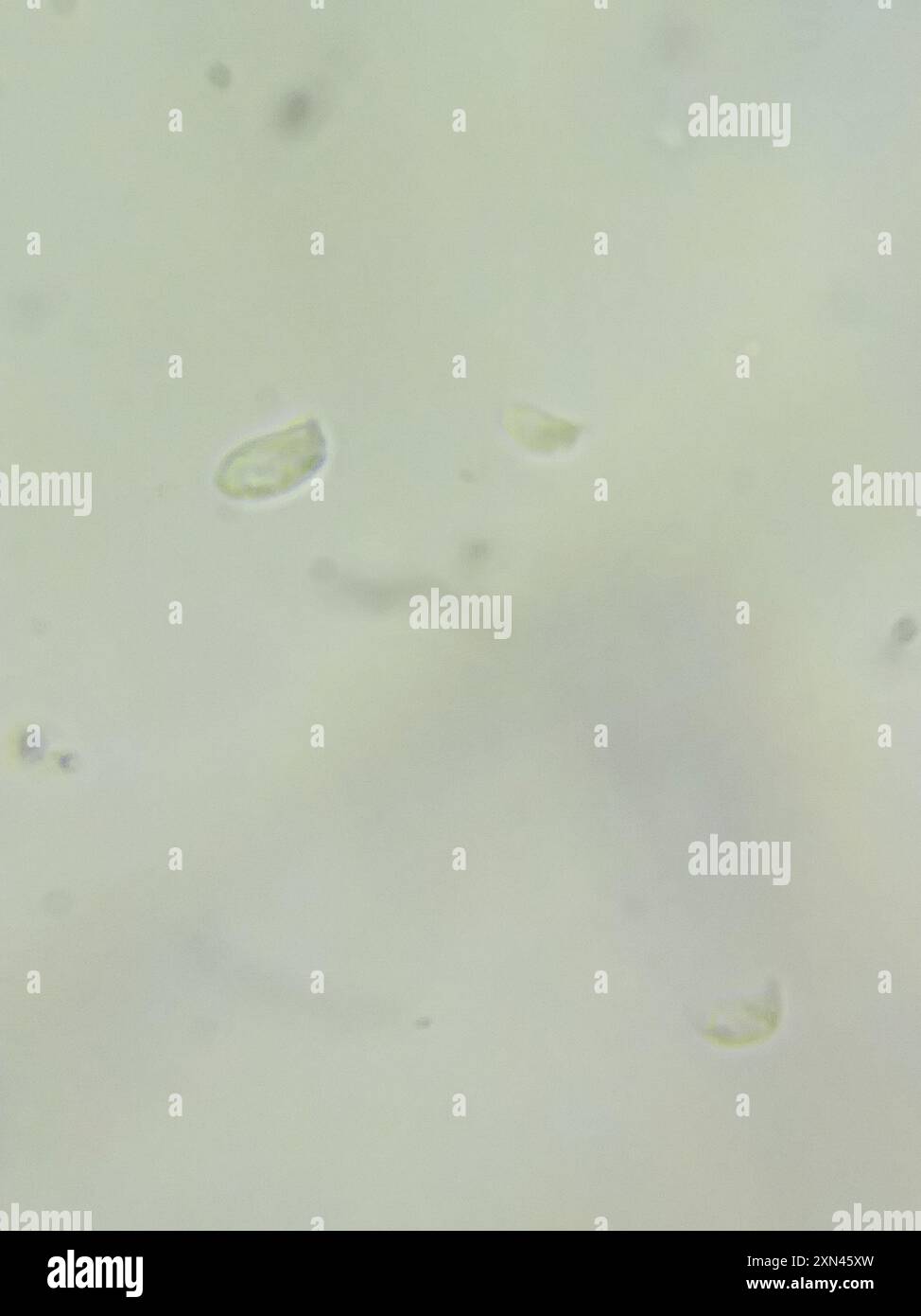 Connopus hi-res stock photography and images - Alamy