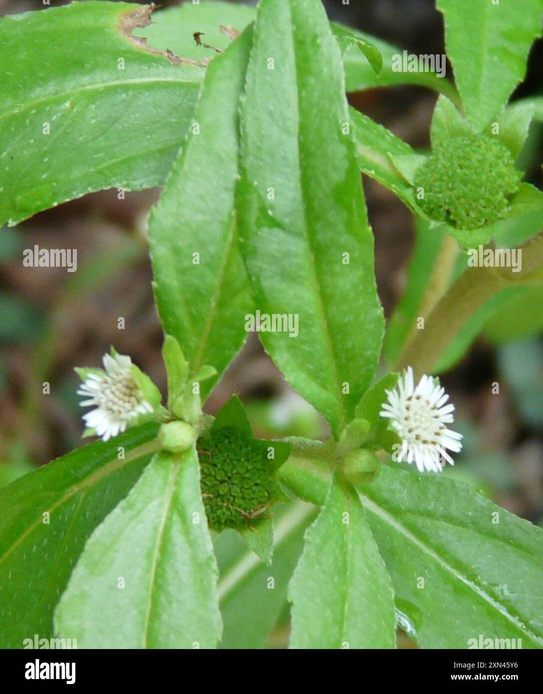 false daisy (Eclipta prostrata) Plantae Stock Photo - Alamy