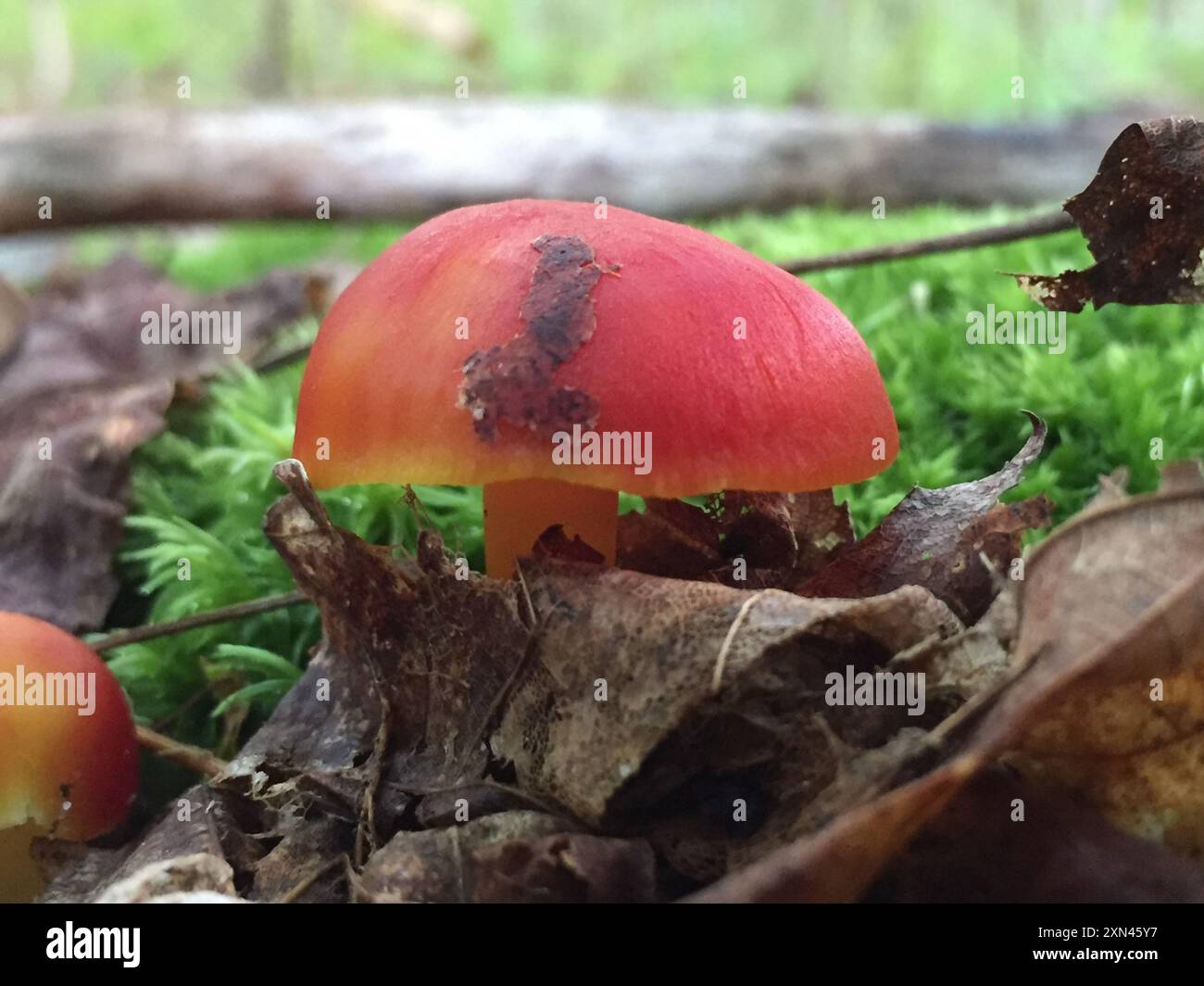Scarlet Waxy Cap (Hygrocybe coccinea) Fungi Stock Photo - Alamy