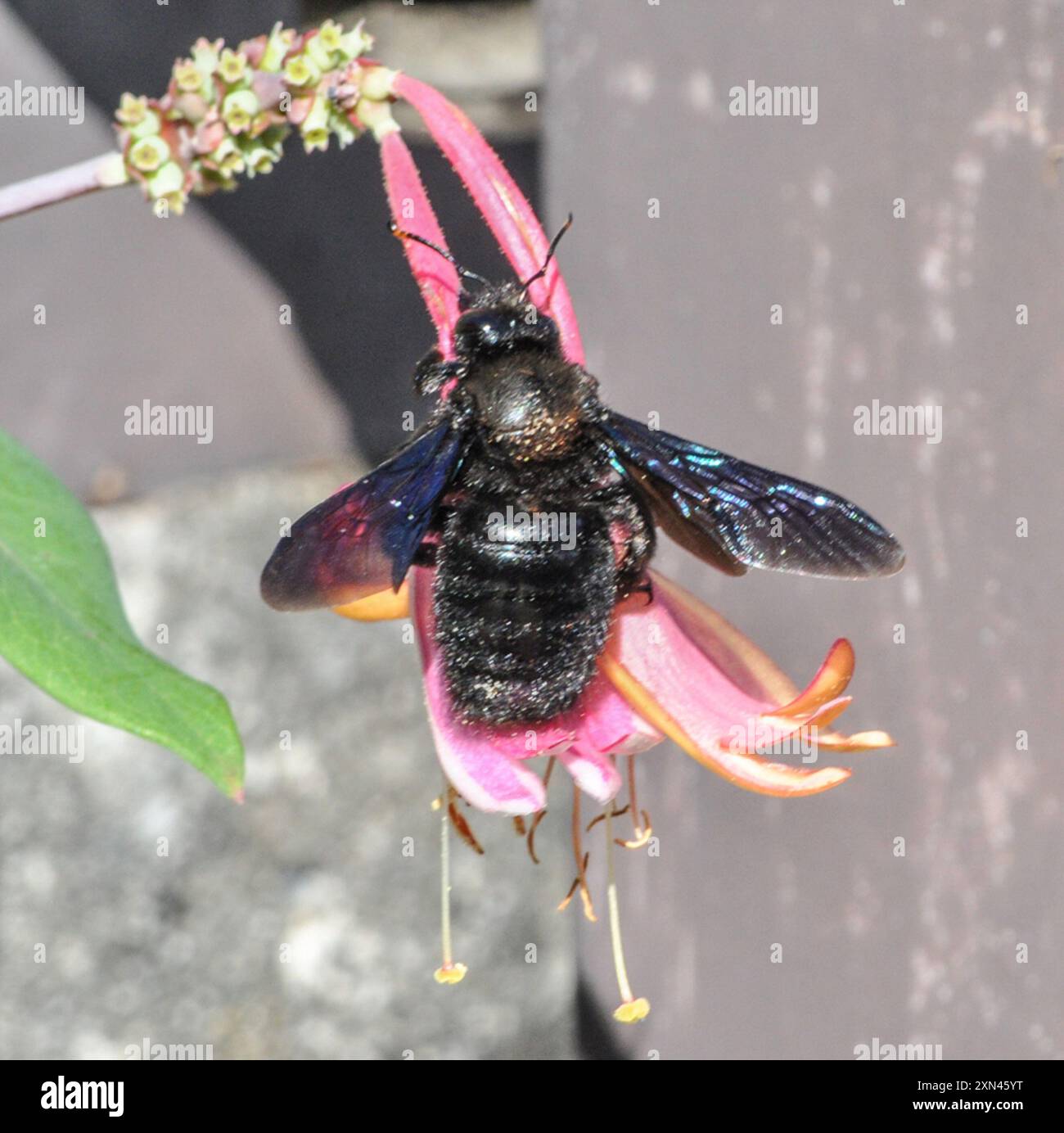 Violet Carpenter Bee (Xylocopa violacea) Insecta Stock Photo - Alamy