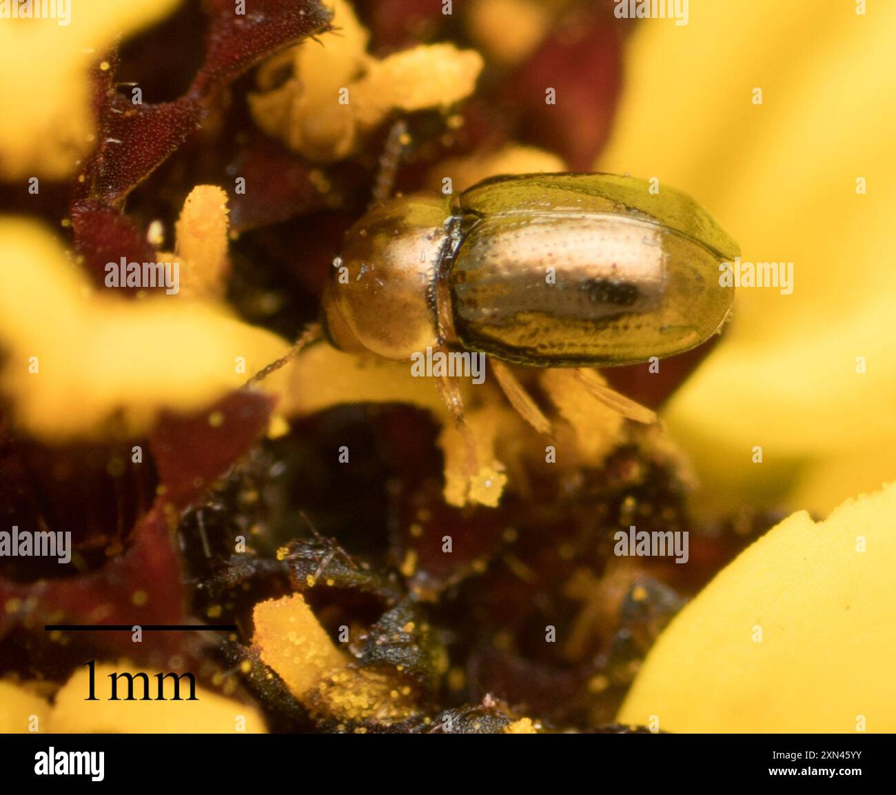 Bronze Leaf Beetle (Diachus auratus) Insecta Stock Photo - Alamy
