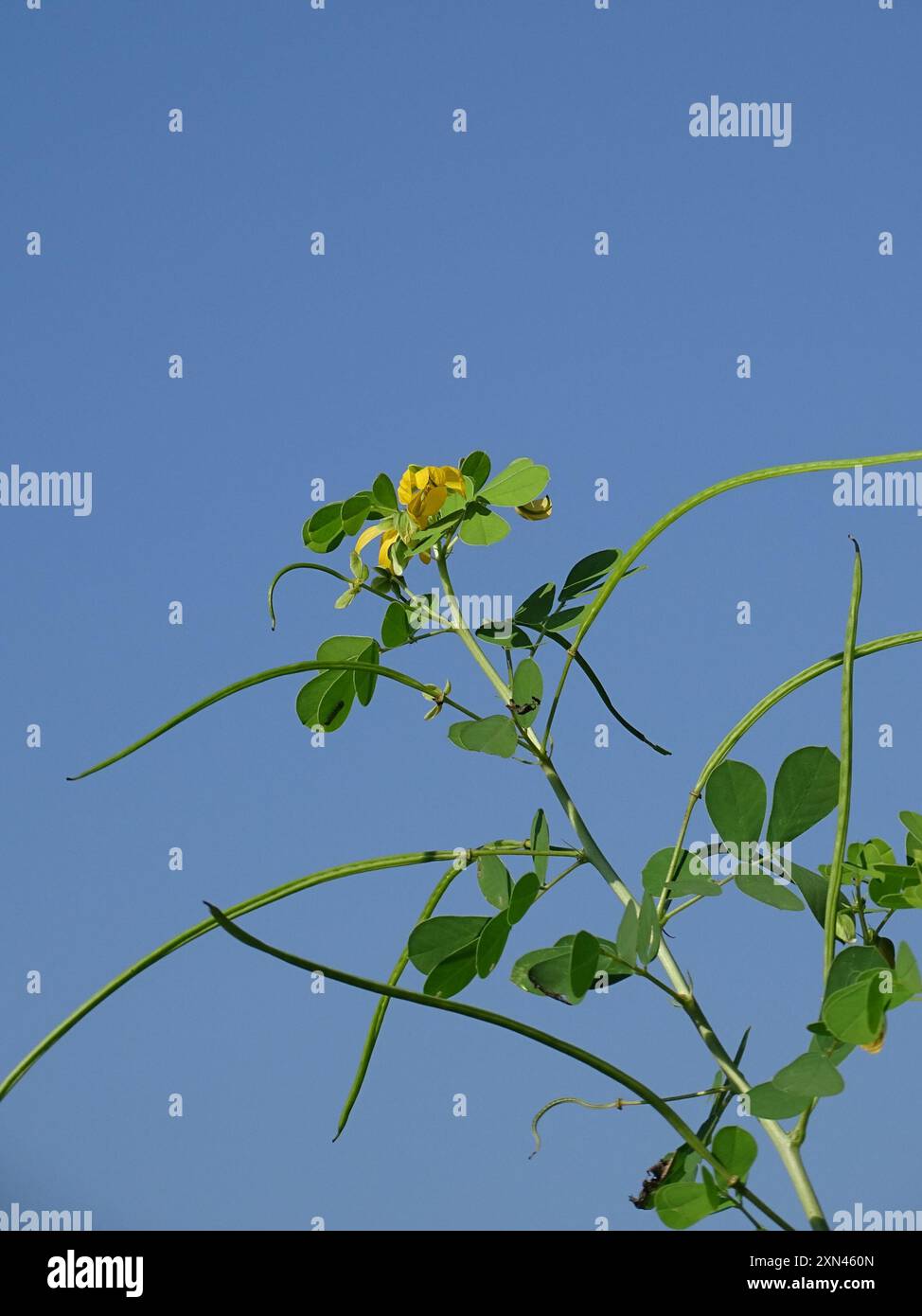Sickle Senna (Senna tora) Plantae Stock Photo - Alamy