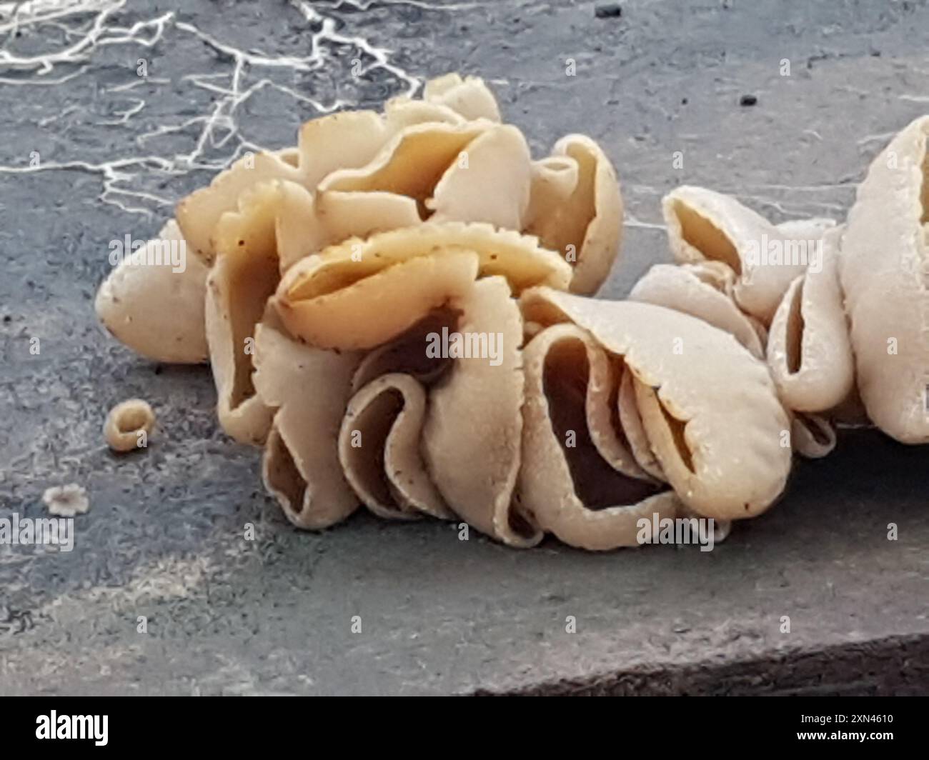 Operculate Ascomycetes (Pezizomycetes) Fungi Stock Photo - Alamy