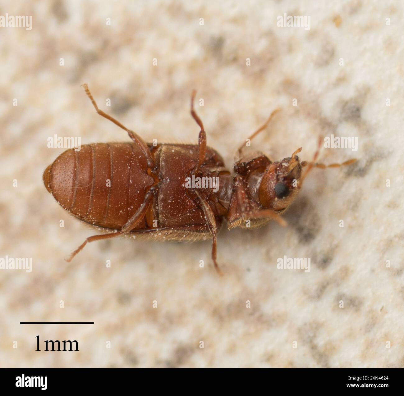 Drugstore Beetle (Stegobium paniceum) Insecta Stock Photo - Alamy