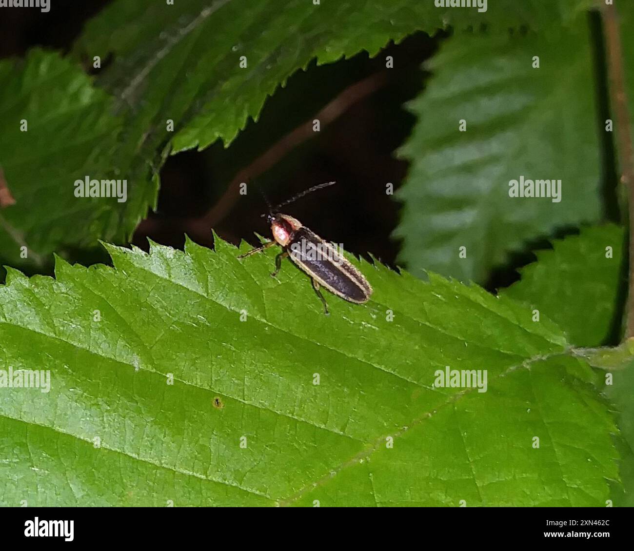 Common Eastern Firefly (Photinus pyralis) Insecta Stock Photo - Alamy