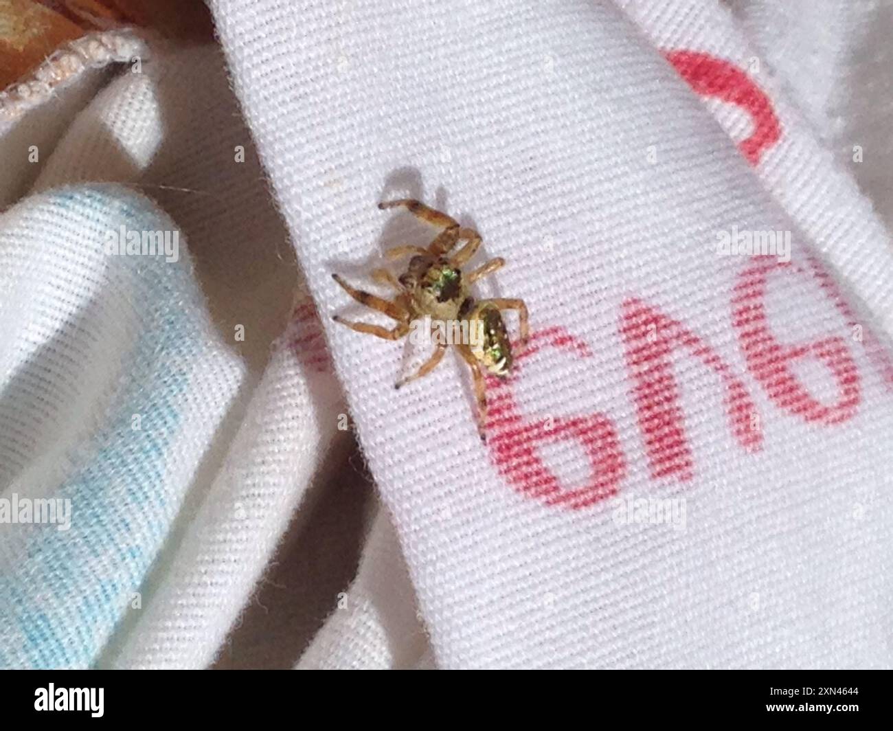 Golden Jumping Spider (Paraphidippus aurantius) Arachnida Stock Photo ...