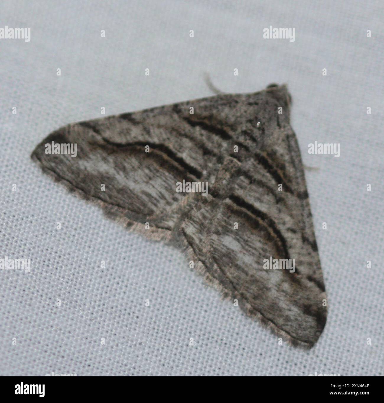 Angle Moths and Allies (Macariini) Insecta Stock Photo - Alamy