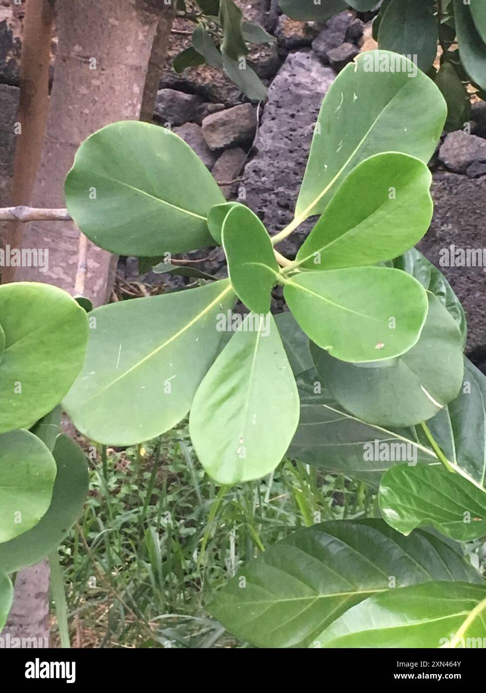 autograph tree (Clusia rosea) Plantae Stock Photo - Alamy
