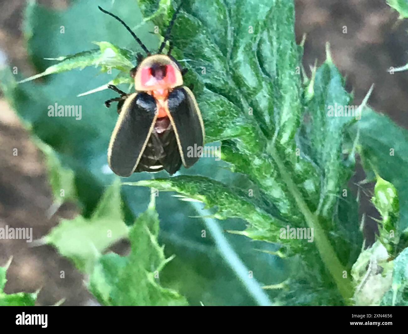 Common Eastern Firefly (Photinus pyralis) Insecta Stock Photo - Alamy