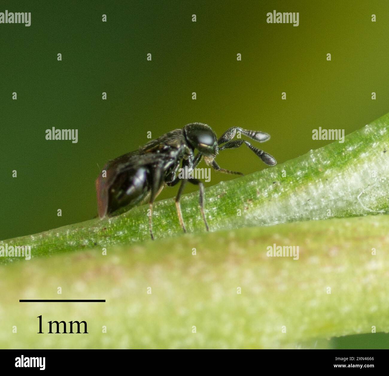 Encyrtidae hi-res stock photography and images - Alamy