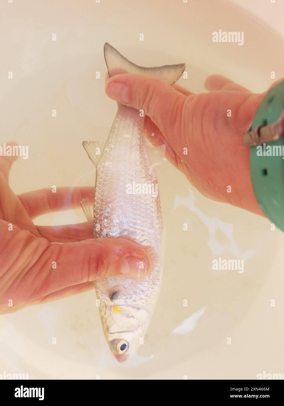 White Mullet (Mugil curema) Actinopterygii Stock Photo - Alamy