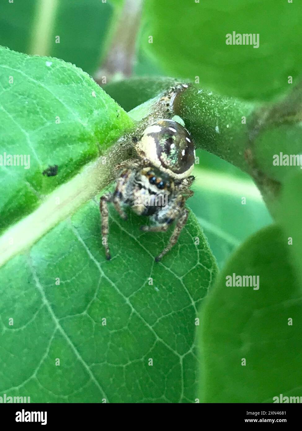 Golden Jumping Spider (Paraphidippus aurantius) Arachnida Stock Photo ...