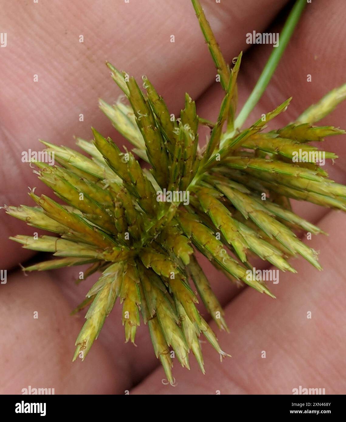 straw-colored flatsedge (Cyperus strigosus) Plantae Stock Photo - Alamy