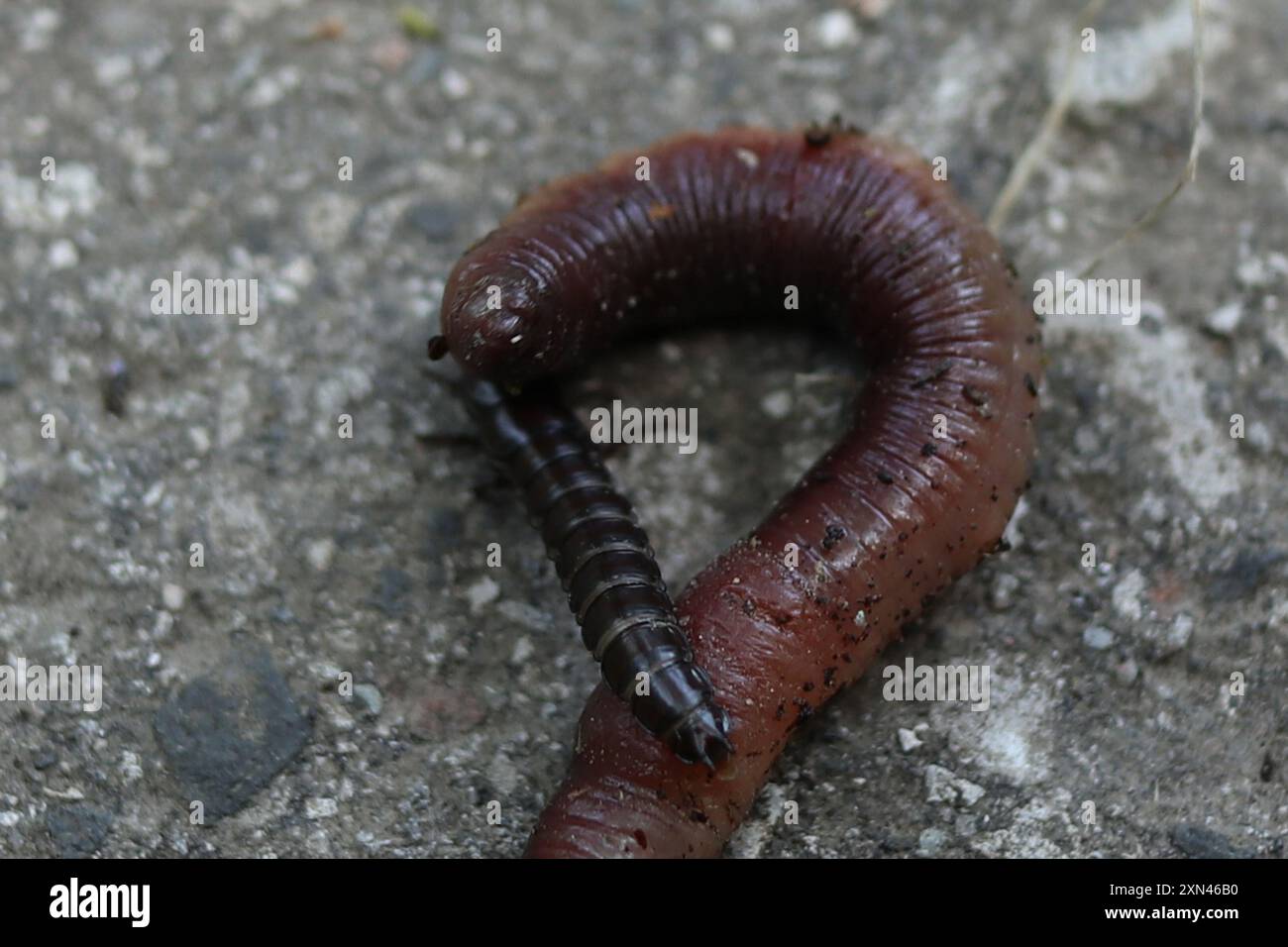 Worm and Slug Hunters (Carabus) Insecta Stock Photo - Alamy