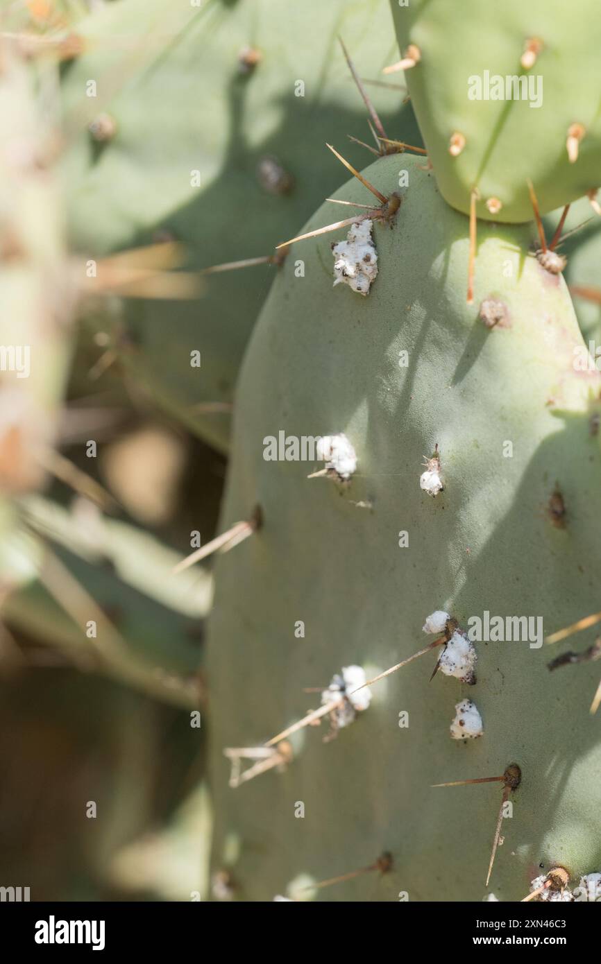Cochineal Scale Bugs (Dactylopius) Insecta Stock Photo - Alamy