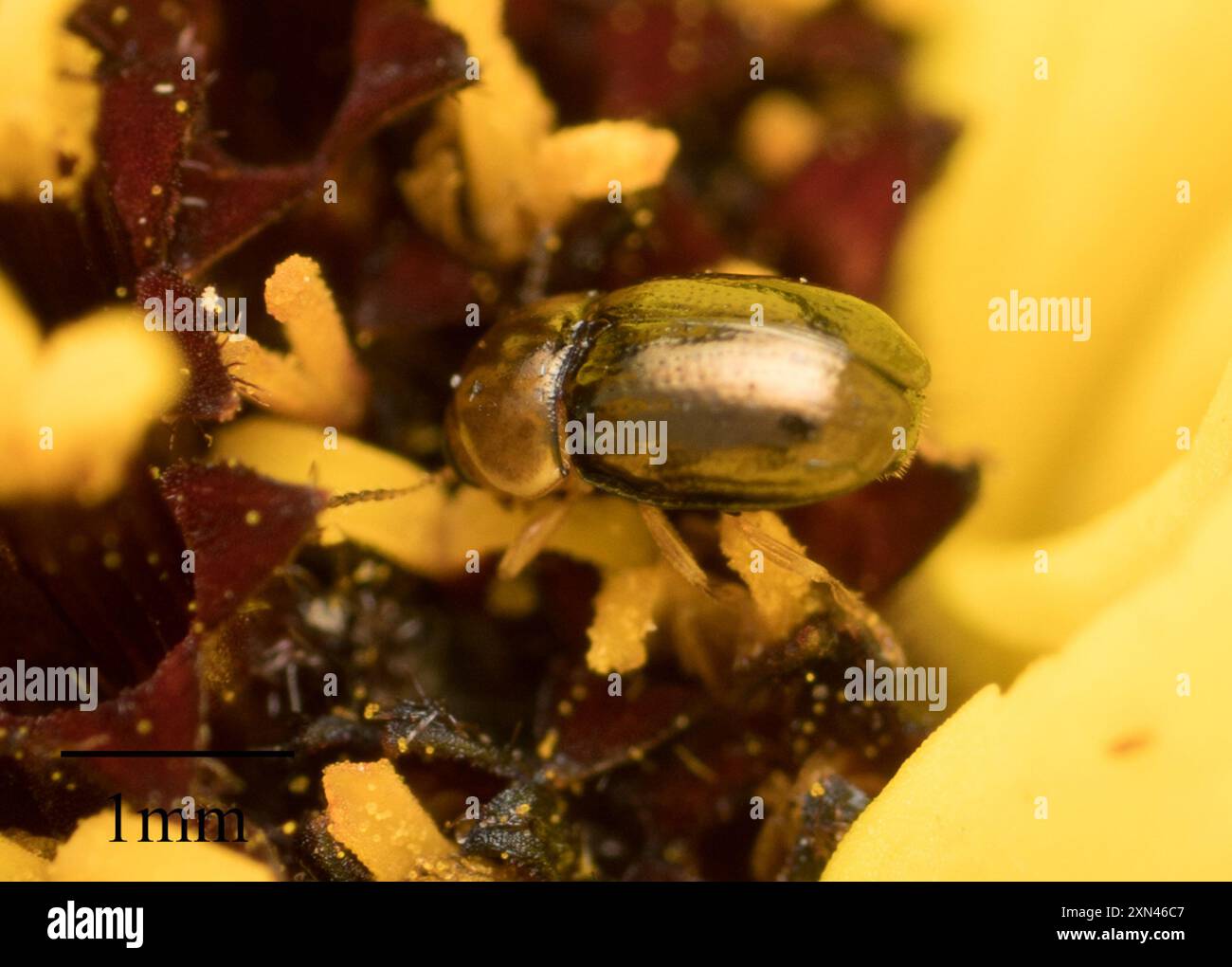 Bronze Leaf Beetle (Diachus auratus) Insecta Stock Photo - Alamy