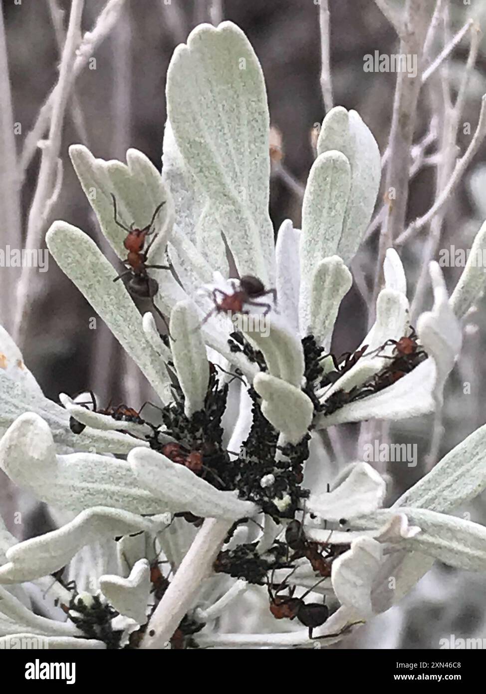 Western Thatching Ant (Formica obscuripes) Insecta Stock Photo - Alamy