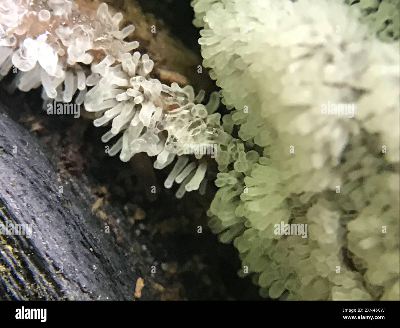 Honeycomb Coral Slime Mold (Ceratiomyxa fruticulosa) Protozoa Stock ...