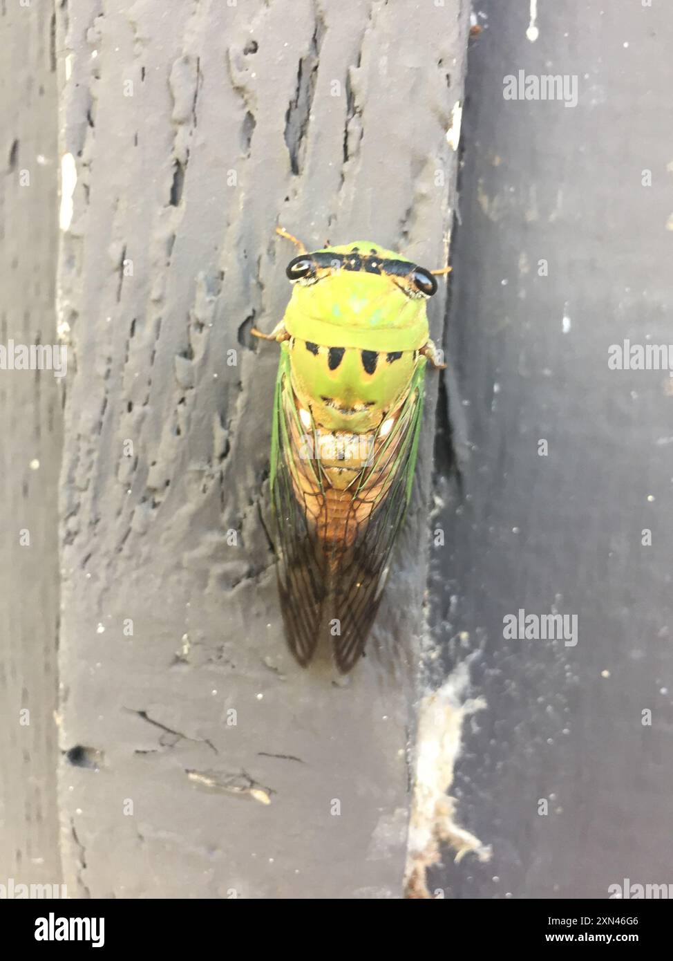 Superb Dog-day Cicada (Neotibicen superbus) Insecta Stock Photo - Alamy