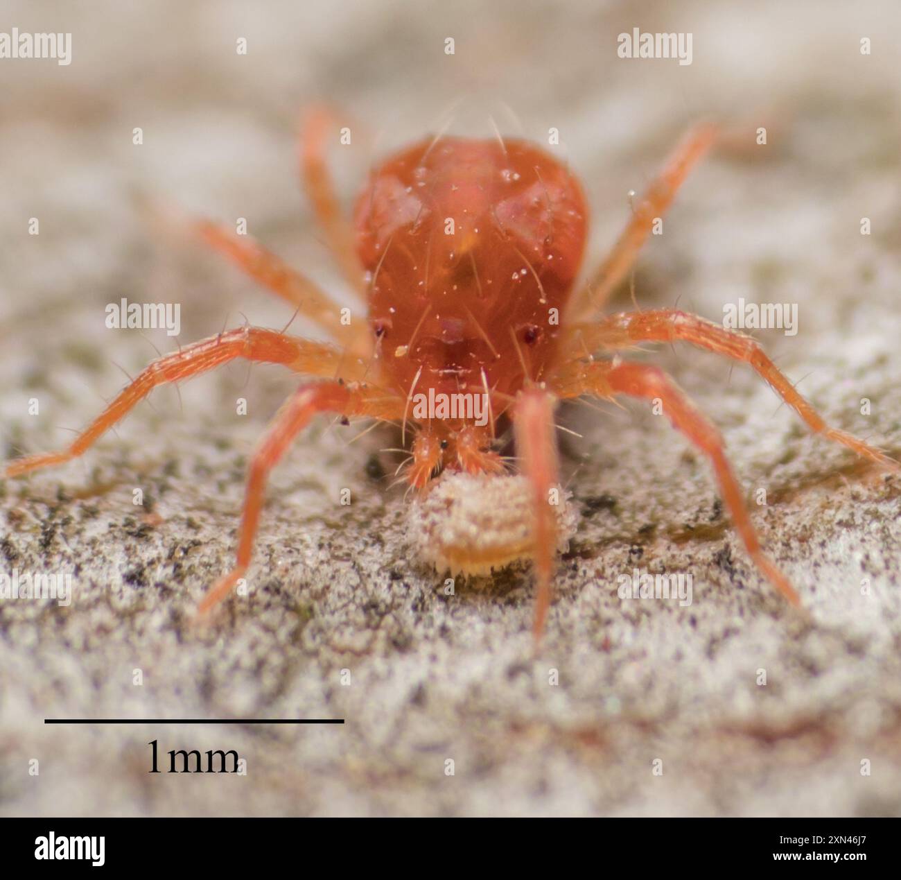 Mites and Ticks (Acari) Arachnida Stock Photo - Alamy