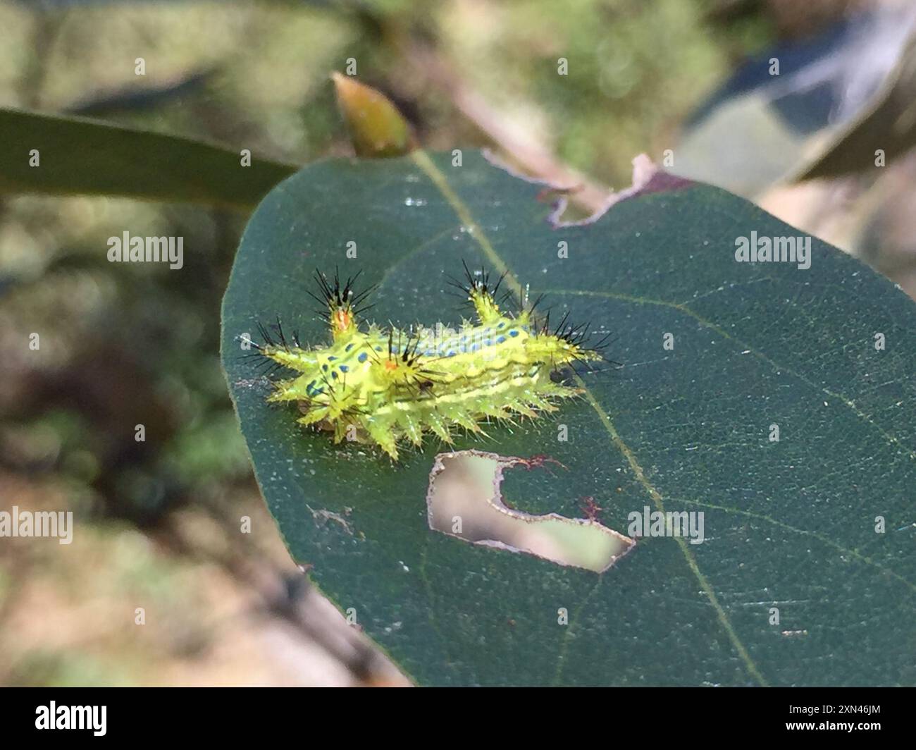 Slug Caterpillar Moths (Limacodidae) Insecta Stock Photo - Alamy