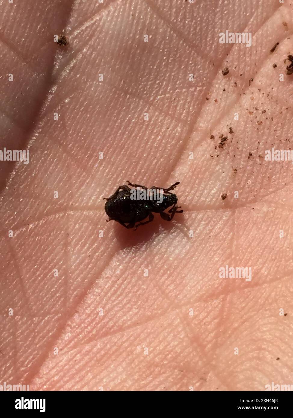 Strawberry Root Weevil (Otiorhynchus ovatus) Insecta Stock Photo - Alamy