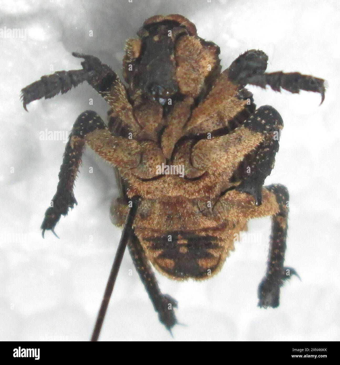 True Weevils (Curculionidae) Insecta Stock Photo - Alamy