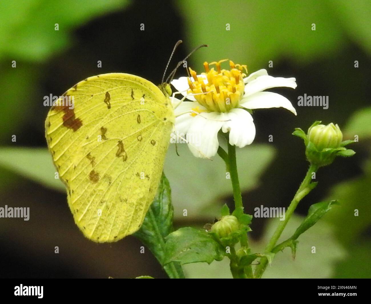 Three-spotted Grass Yellow (Eurema blanda) Insecta Stock Photo - Alamy