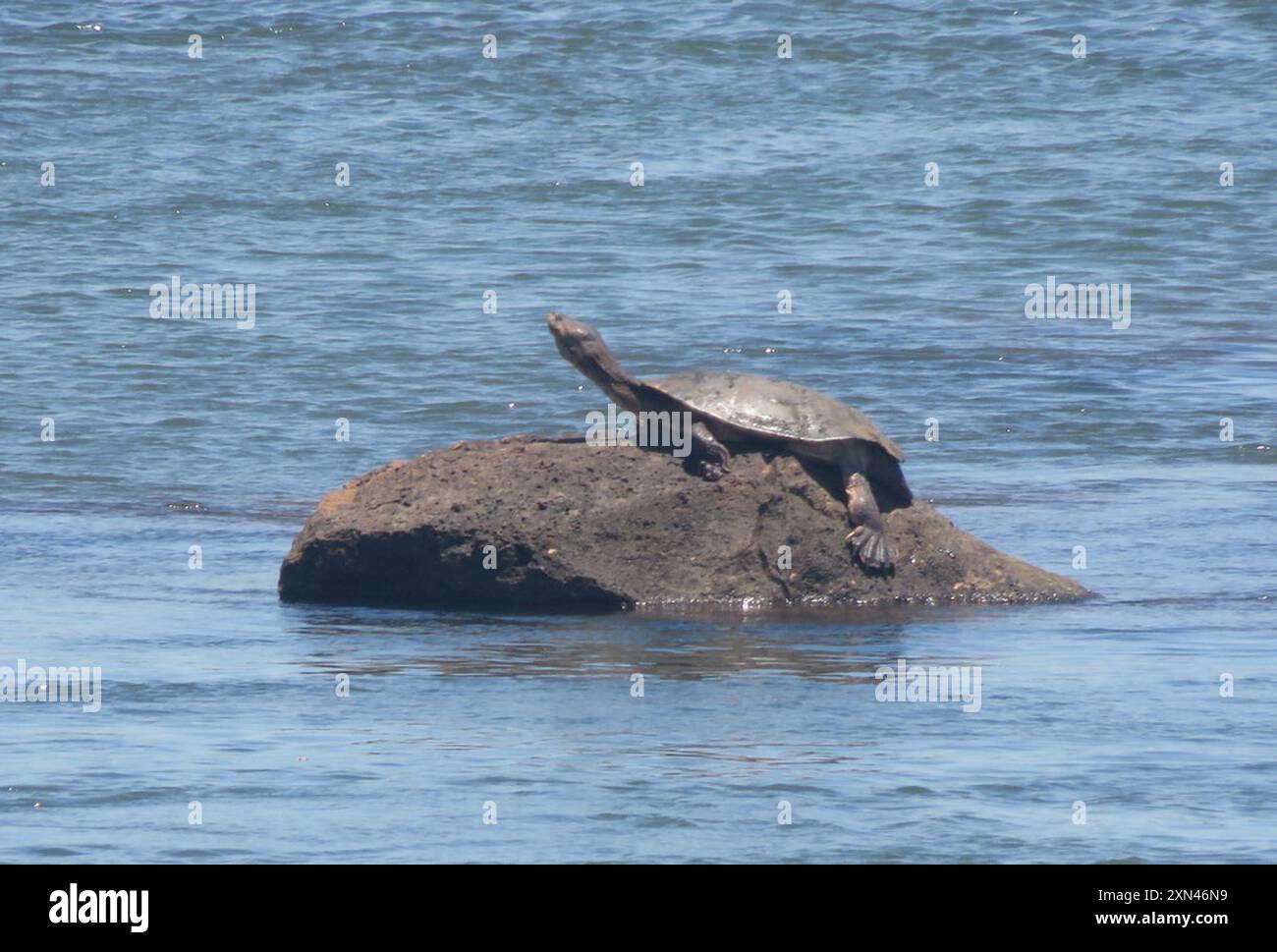Williams' South-American Side-necked Turtle (Phrynops williamsi ...