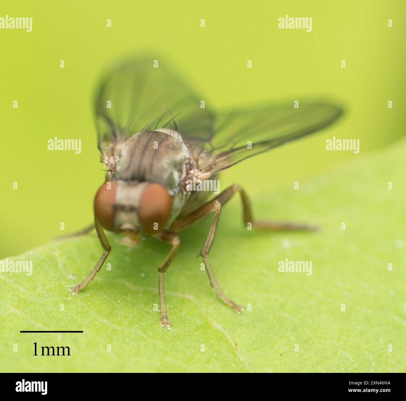 Flat-footed Flies (Platypezidae) Insecta Stock Photo - Alamy