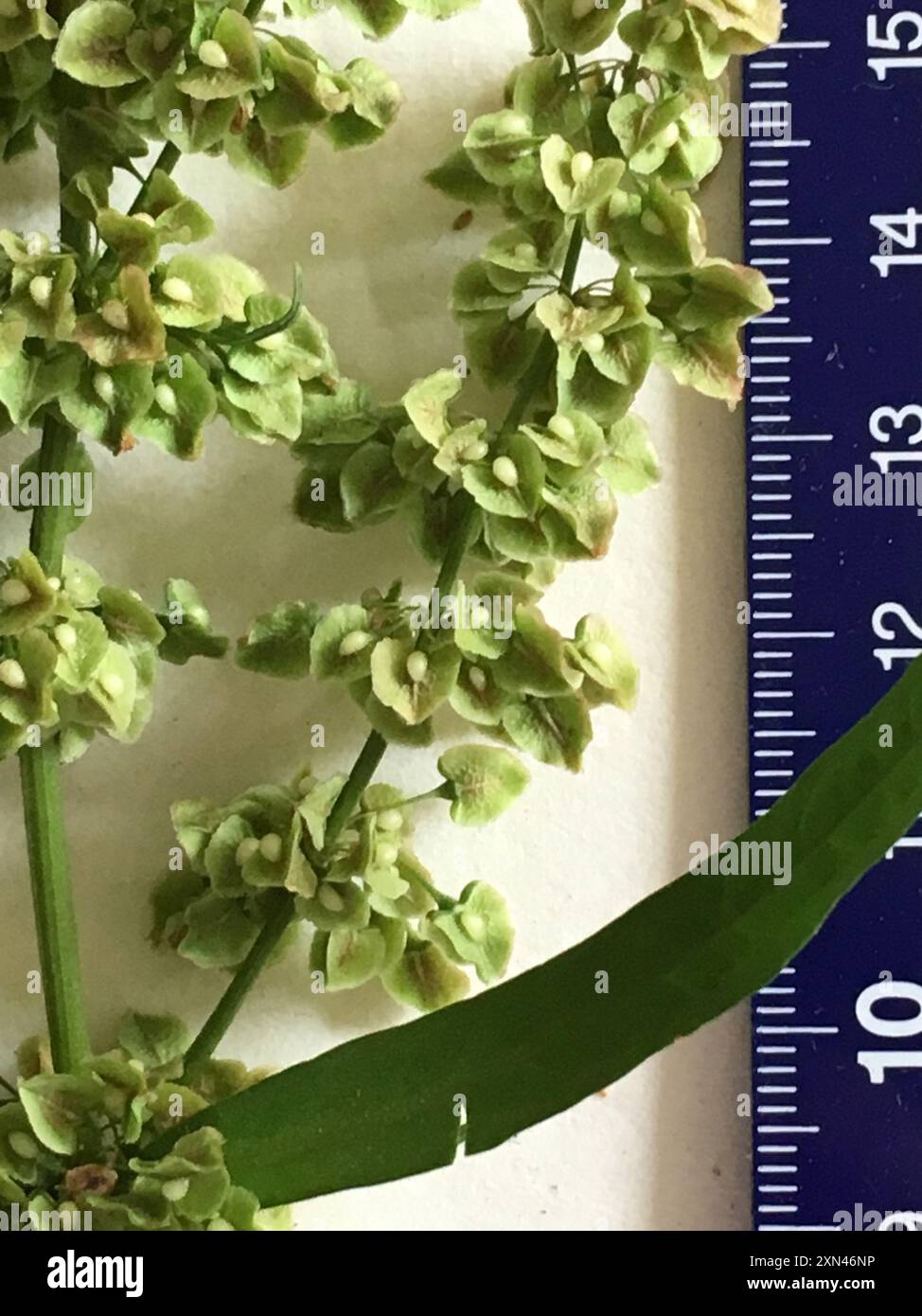 Patience Dock (Rumex patientia) Plantae Stock Photo - Alamy