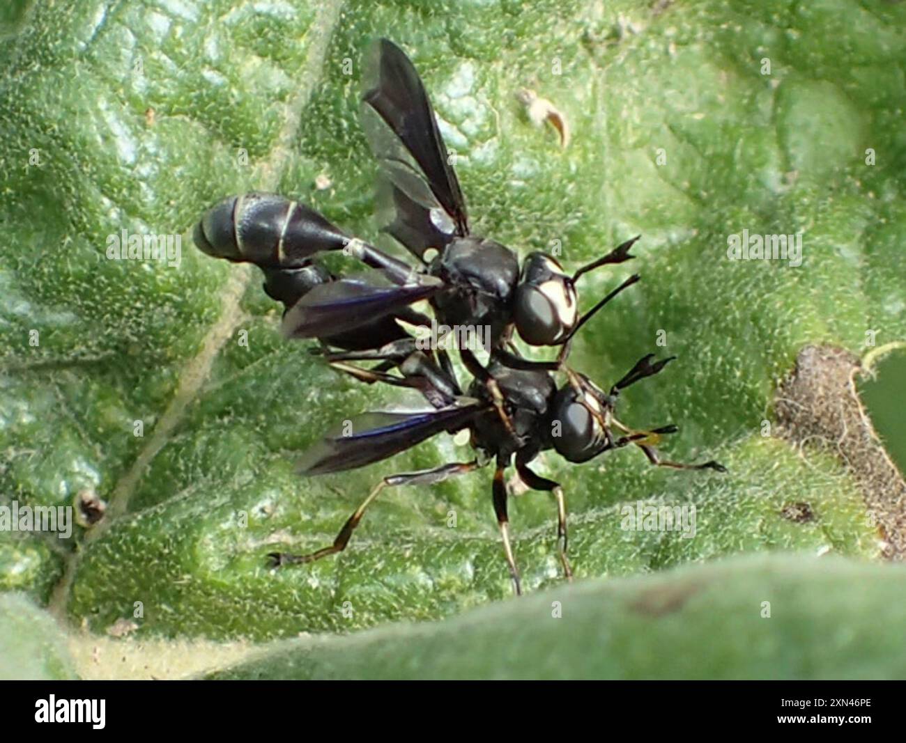 (Physocephala tibialis) Insecta Stock Photo - Alamy