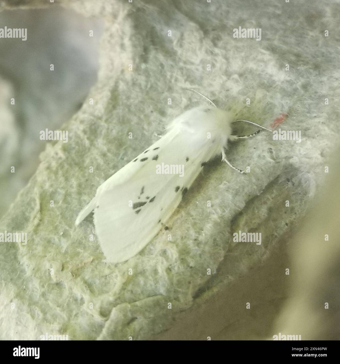 Fall Webworm Moth (Hyphantria cunea) Insecta Stock Photo - Alamy