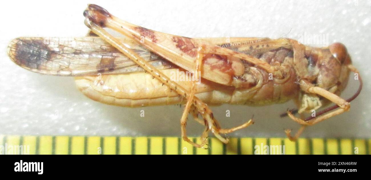 Acrotylus hi-res stock photography and images - Alamy