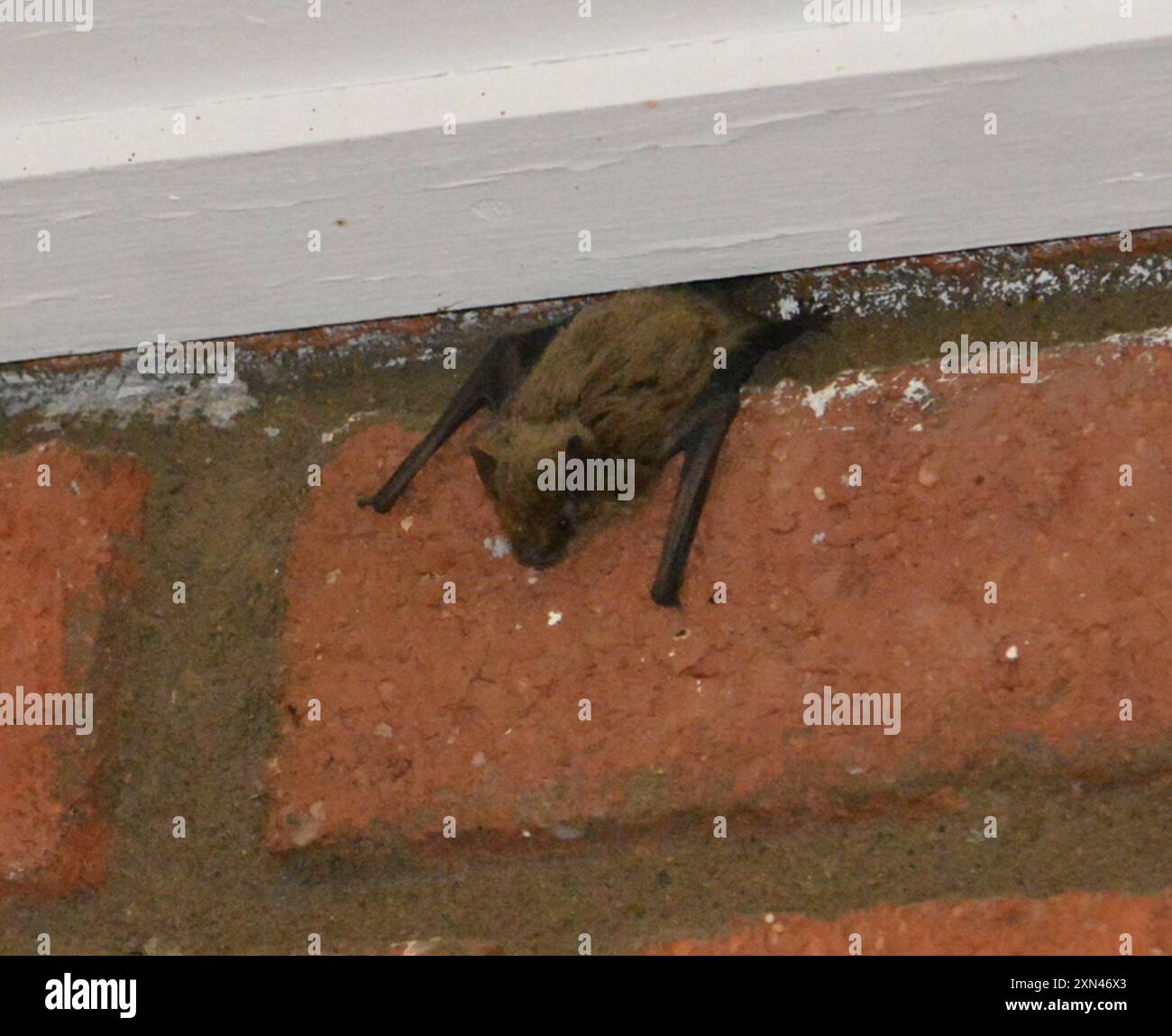 Evening Bats (Vespertilionidae) Mammalia Stock Photo - Alamy